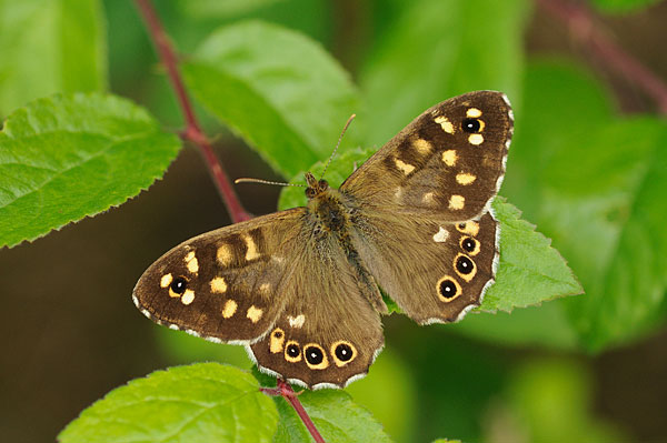 Butterfly Spotting with DWT – Limestone Journeys – Your landscape Your ...